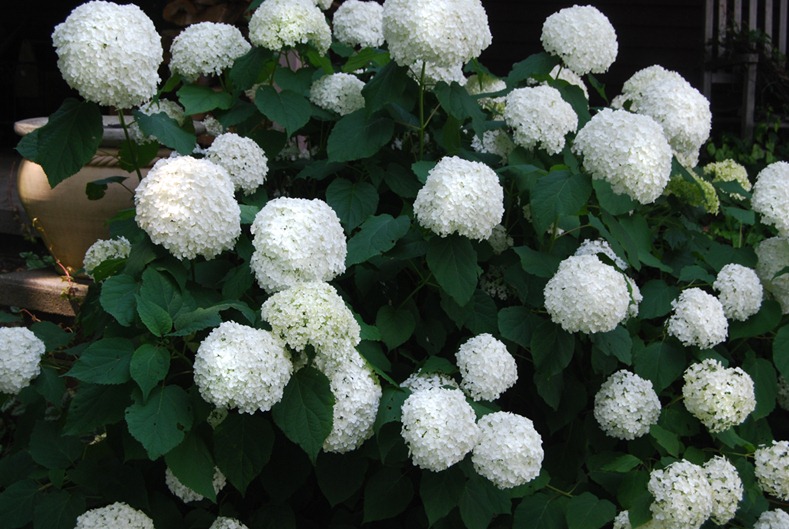 *Maynard Greenhouse: White in the garden